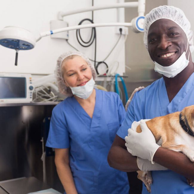Medicina Veterinária: saiba tudo sobre esse curso de graduação
